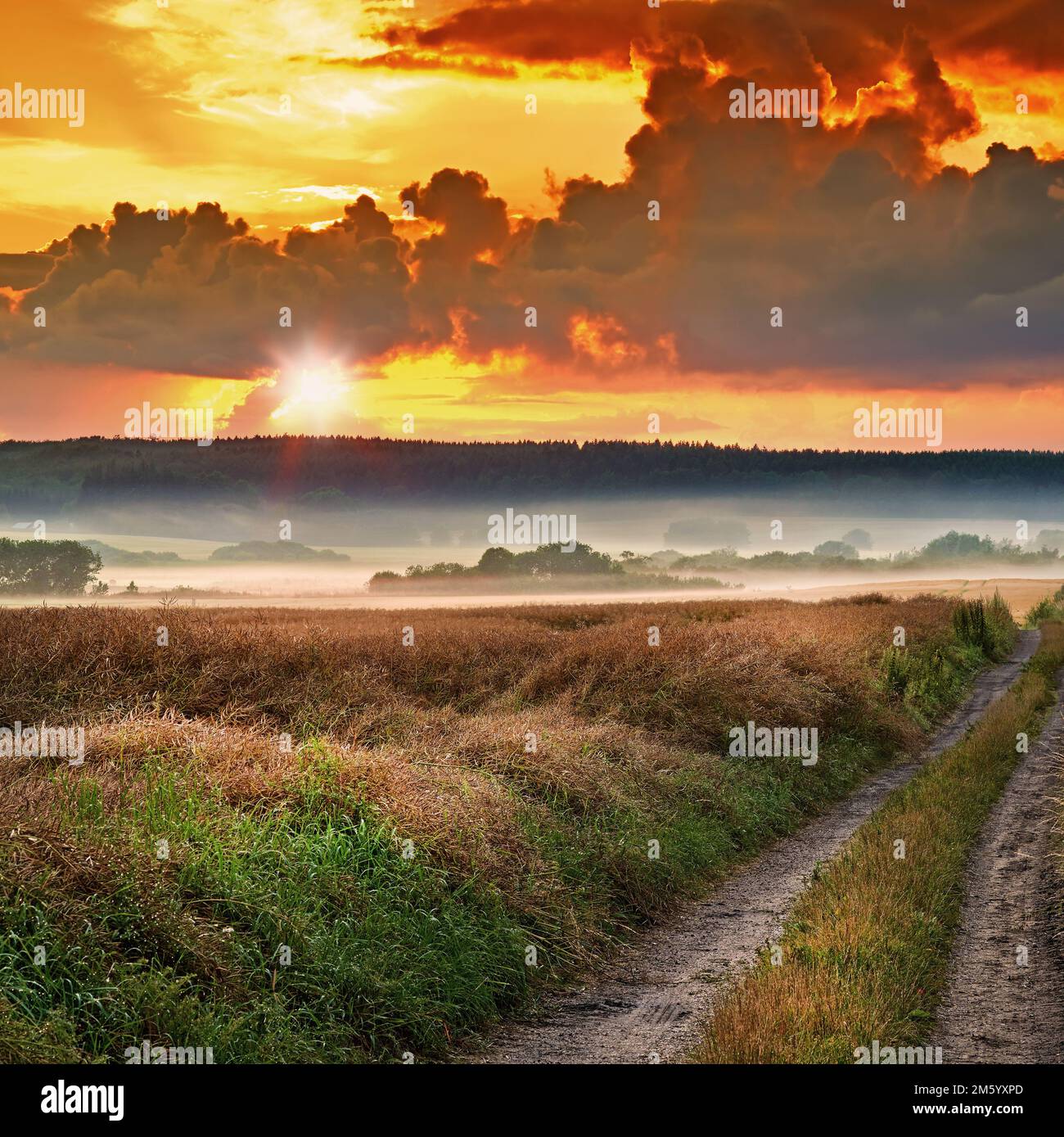 Scenic corn fields hi-res stock photography and images - Alamy