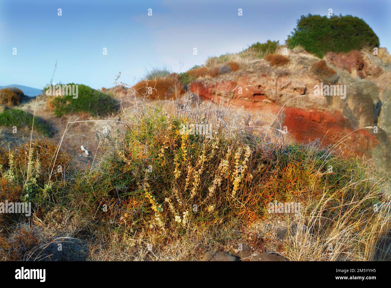 Wilderness by the Mediterranean Sea, Bodrum, Turkey. Wilderness by the ...