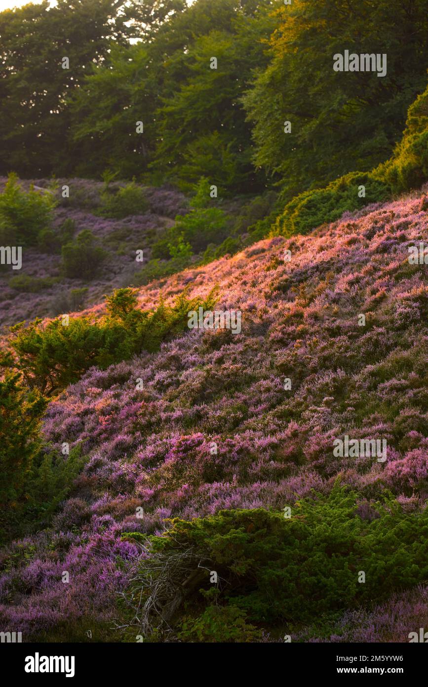 Rebild national park denmark hi-res stock photography and images - Alamy