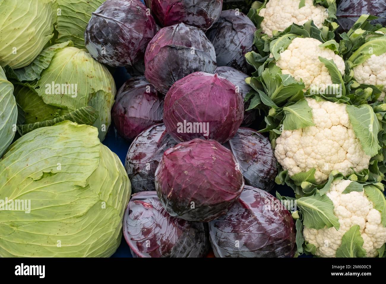 Group of green cabbages in a supermarket, Cabbage background Stock ...