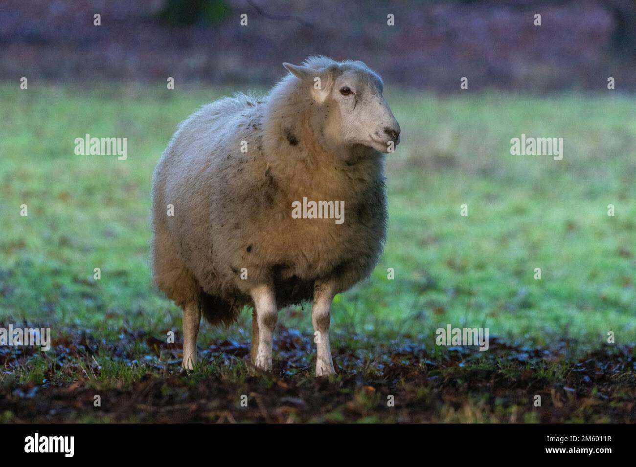 Sheep forest of dean hi-res stock photography and images - Alamy