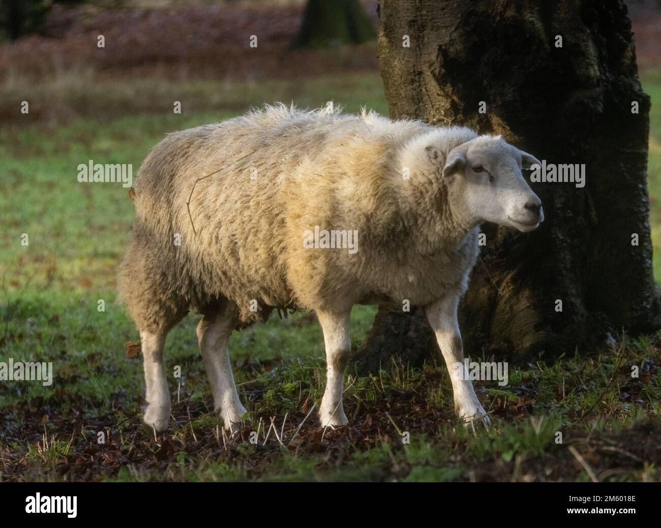 Sheep forest of dean hi-res stock photography and images - Alamy
