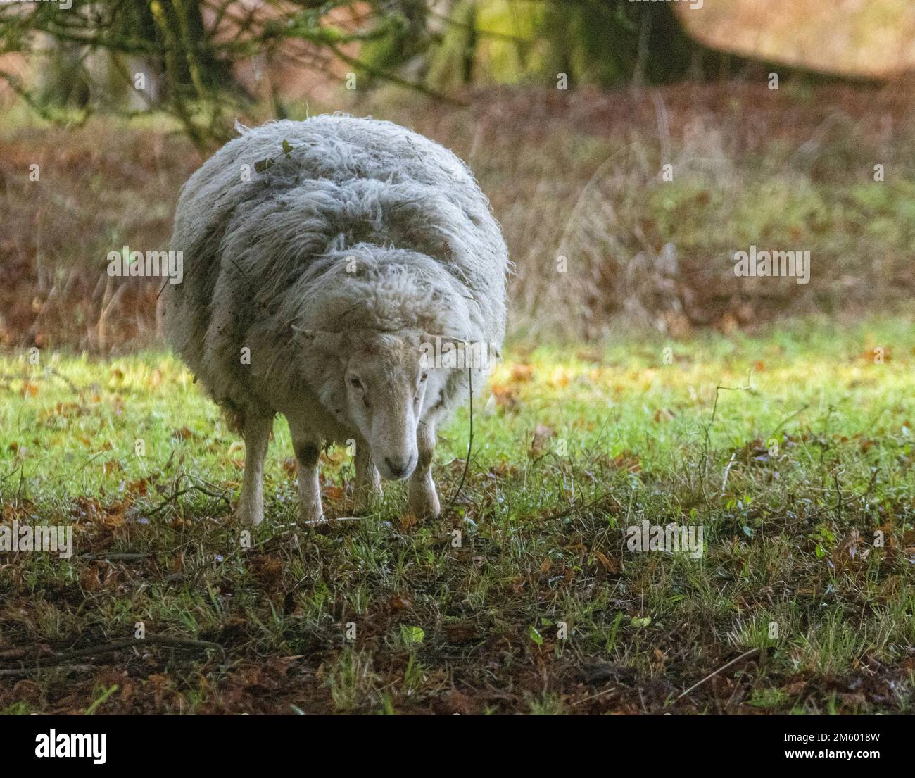 Sheep forest of dean hi-res stock photography and images - Alamy