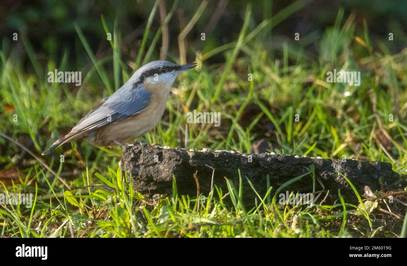 nuthatchtaken at coate water Stock Photo - Alamy