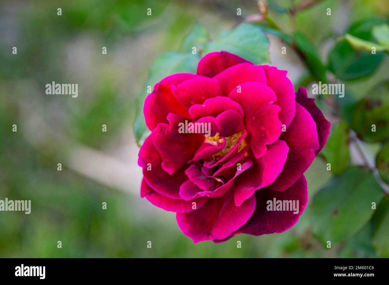 Tokyo, Japan. 10th Nov, 2022. A rose flower Shiba Park in Minato City ...