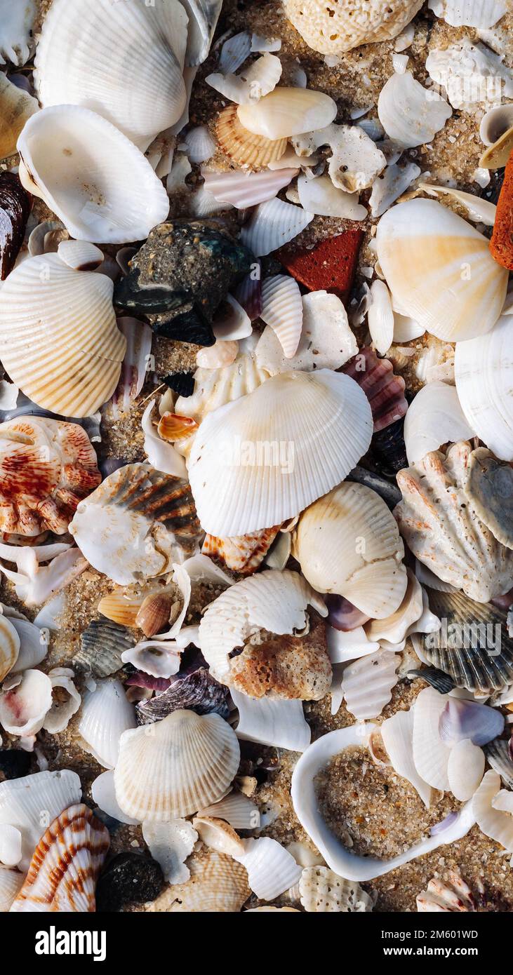 VERTICAL Close-up seashells on beach sand summer day. Abstract ocean ...
