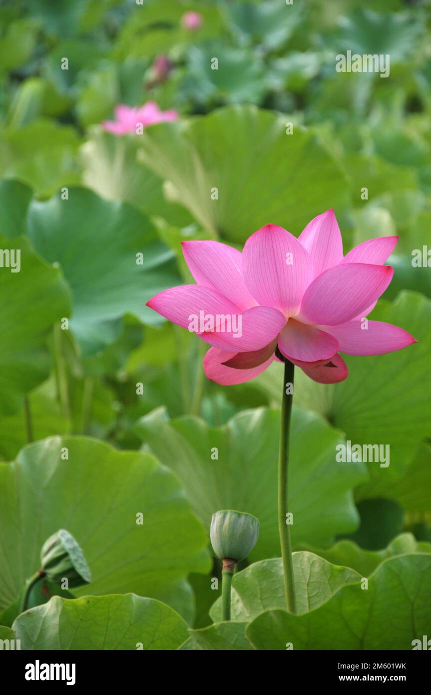 Blossoming lotus flowers Stock Photo - Alamy