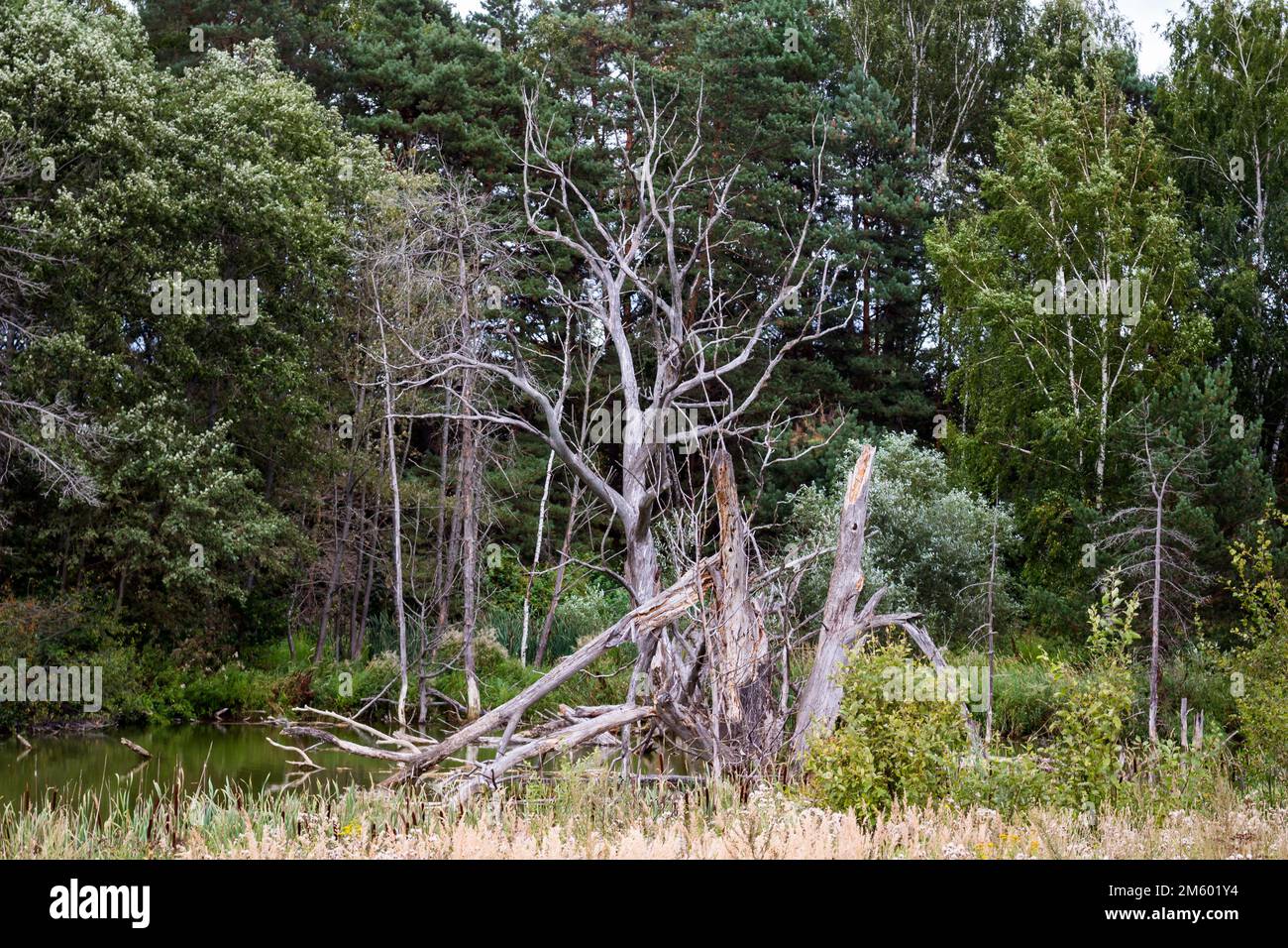 Withered tree in a swampy forest area Stock Photo - Alamy