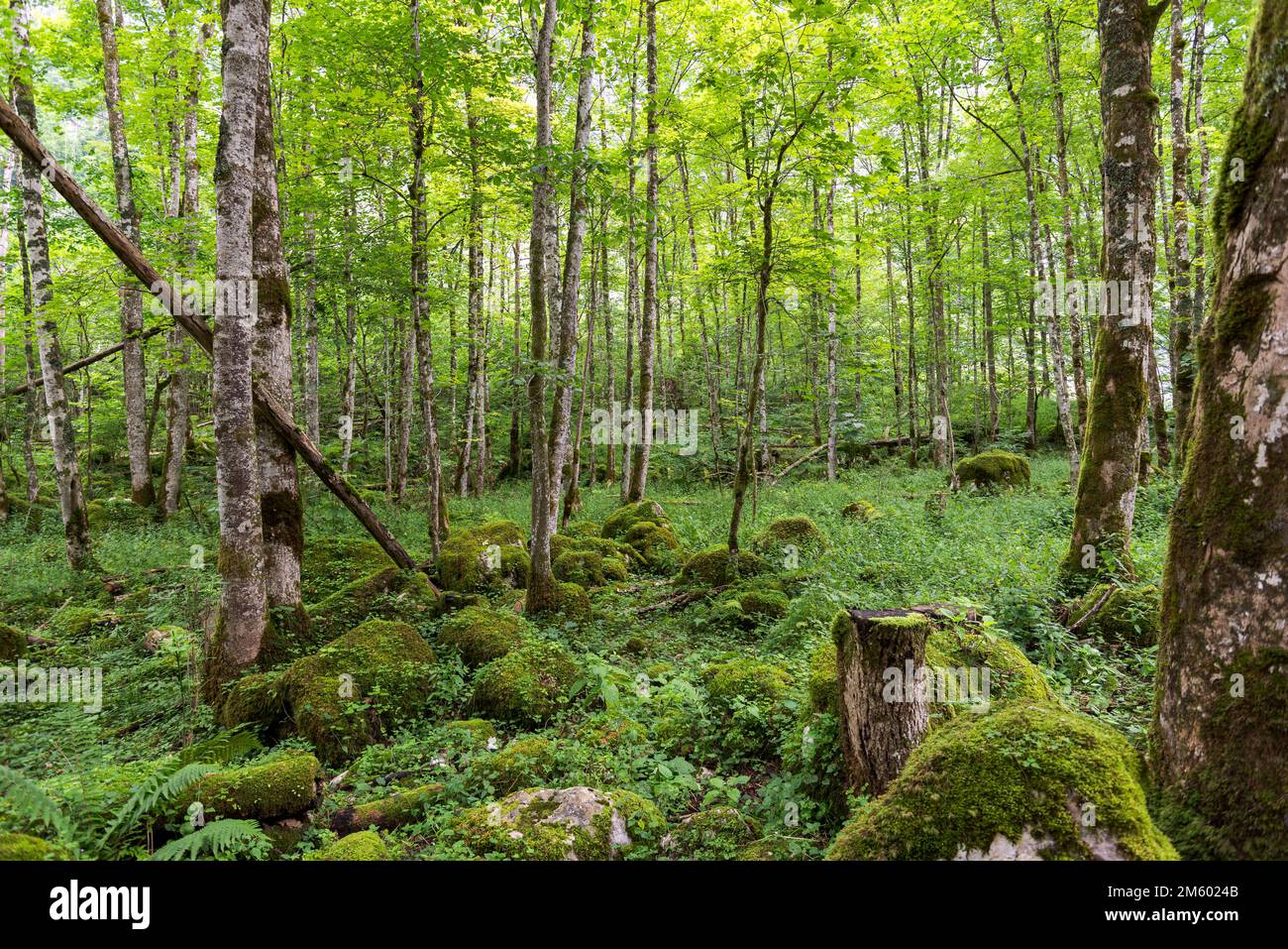 Deciduous mixed forest, beech and maples, between Königssee and Obersee ...