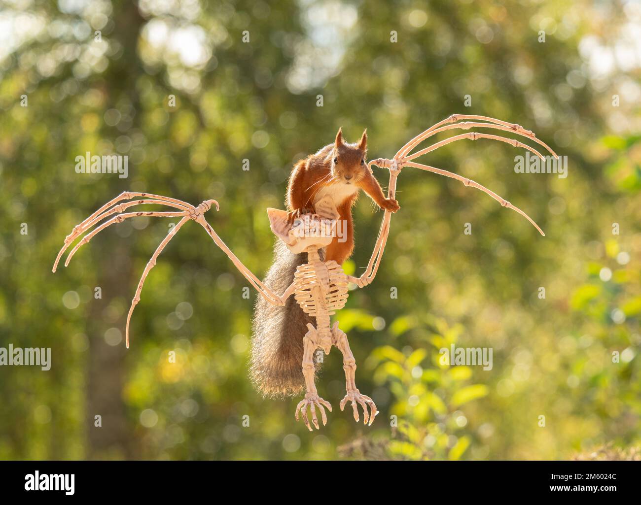 Red squirrel is standing on a skeleton bat Stock Photo - Alamy
