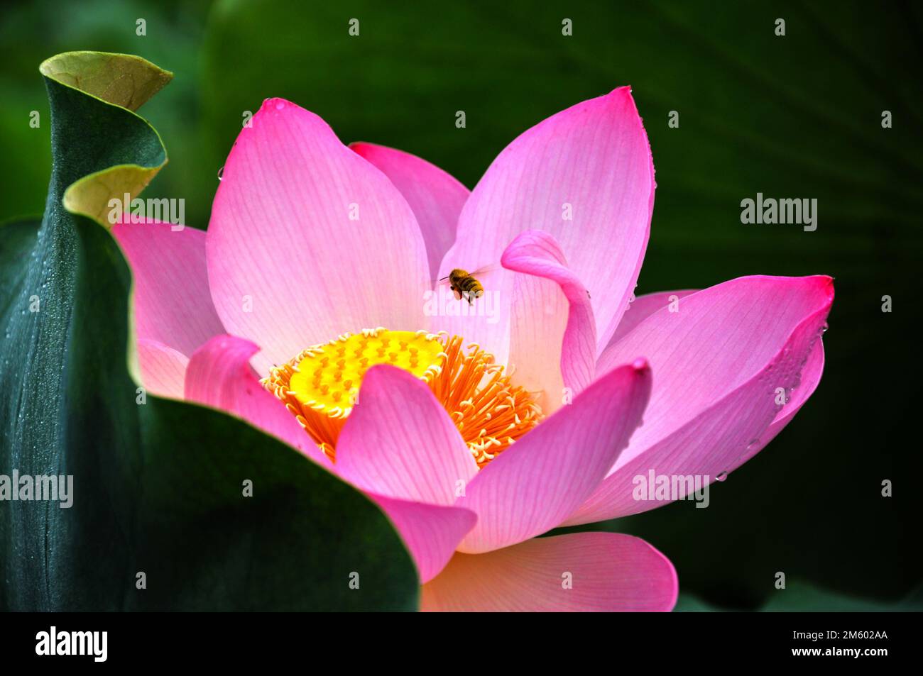 Blossoming lotus flowers Stock Photo - Alamy
