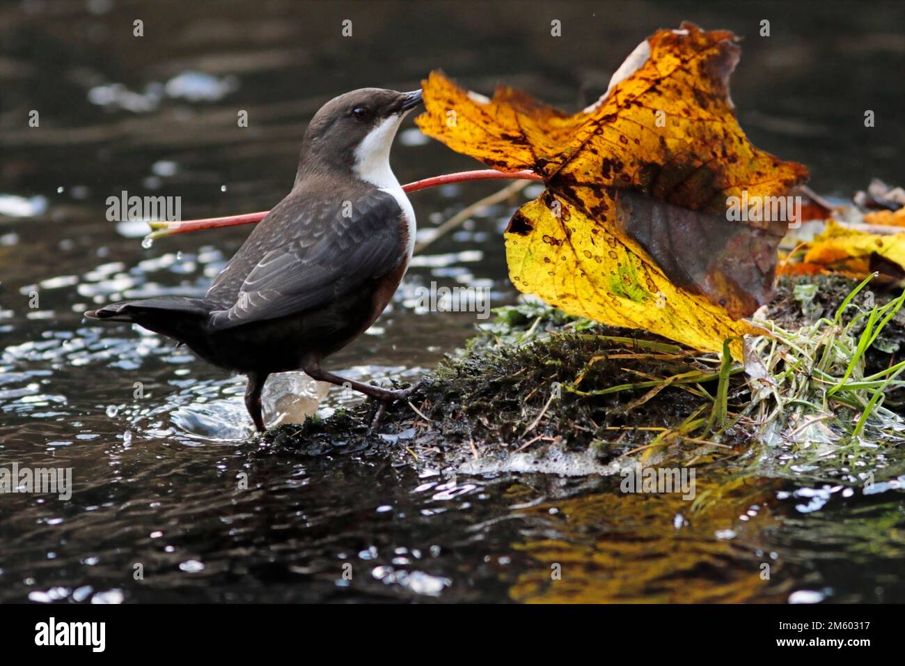 DIPPER searching for prey by turning over fallen leaves, UK Stock Photo ...