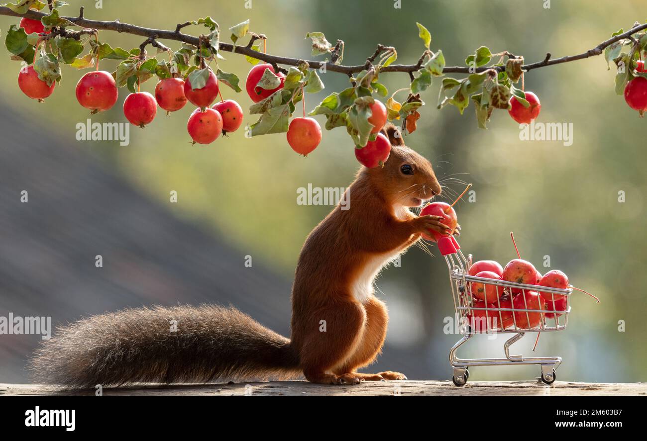Red squirrel is eating an apple hi-res stock photography and images - Alamy