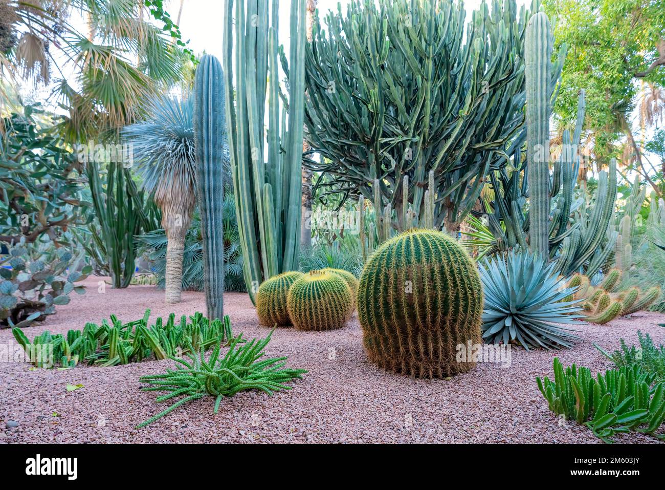 Arabic cactus hi-res stock photography and images - Alamy