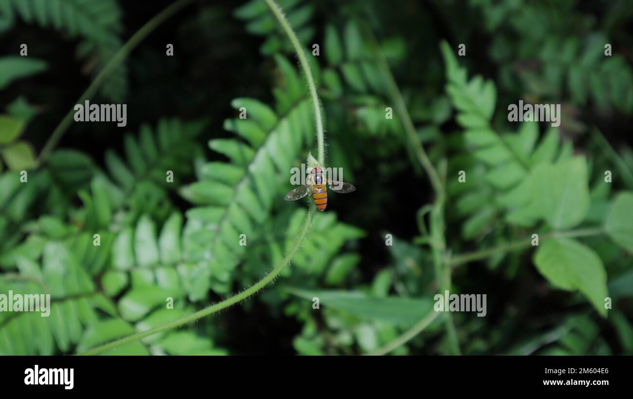 Prey upon pest insects hi-res stock photography and images - Alamy