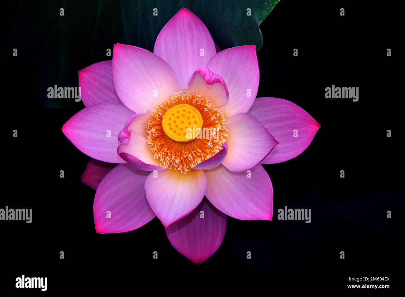 Blossoming lotus flowers Stock Photo - Alamy
