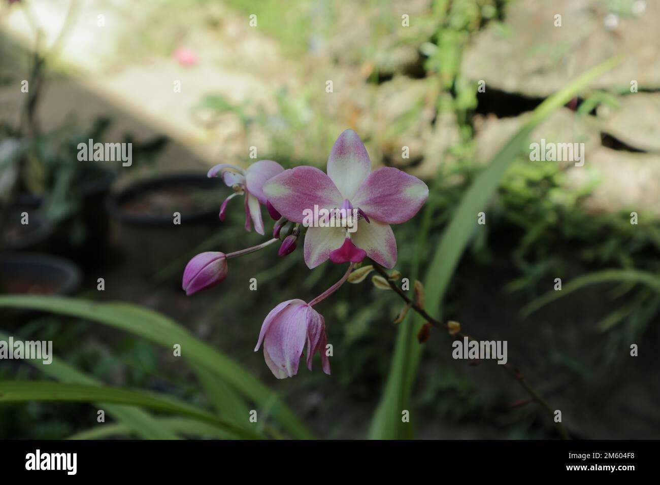 Close up of purple and white color mixed Orchid flowers in the garden ...