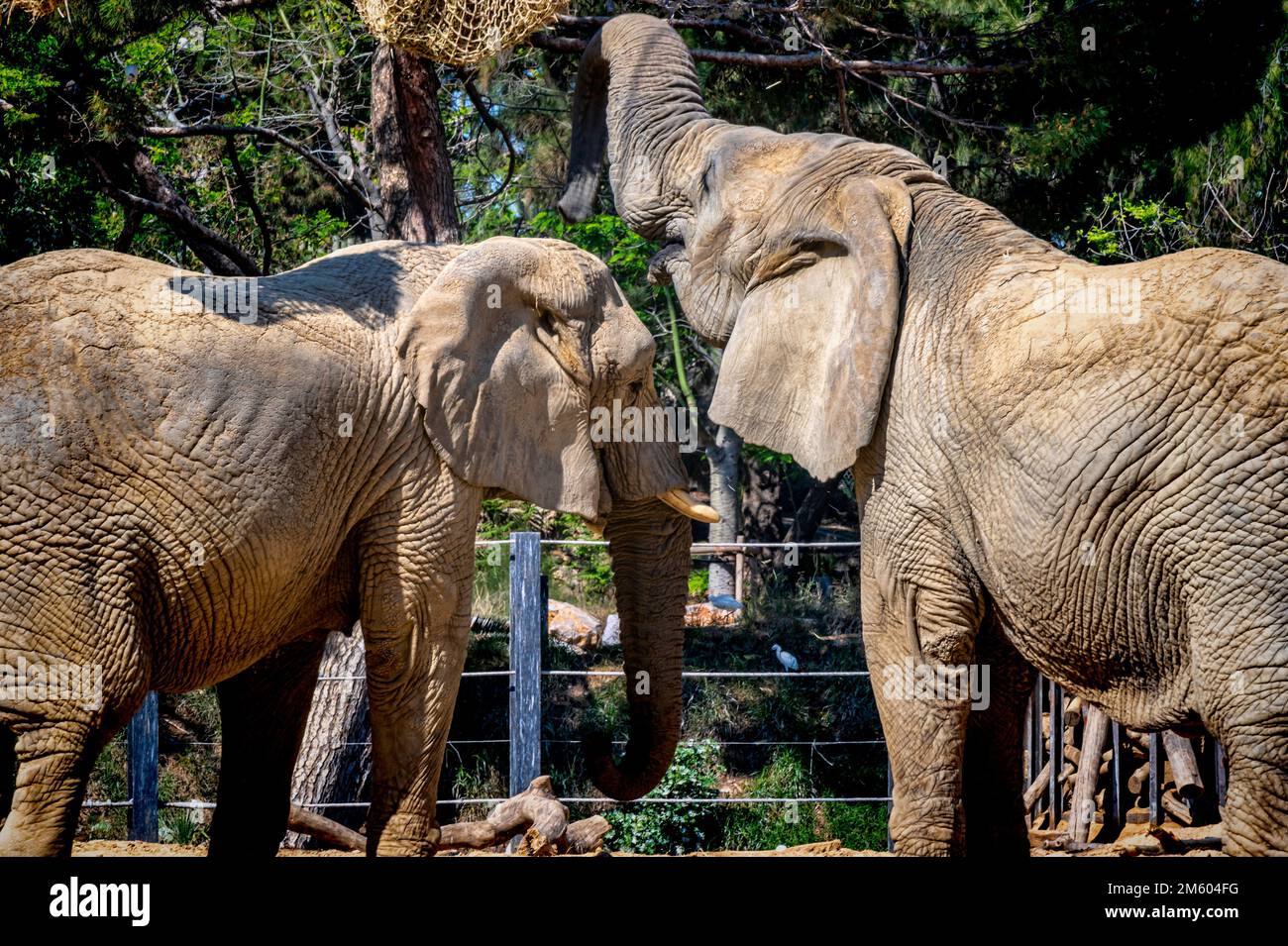 African bush elephant (Loxodonta africana) in Barcelona Zoological Park ...