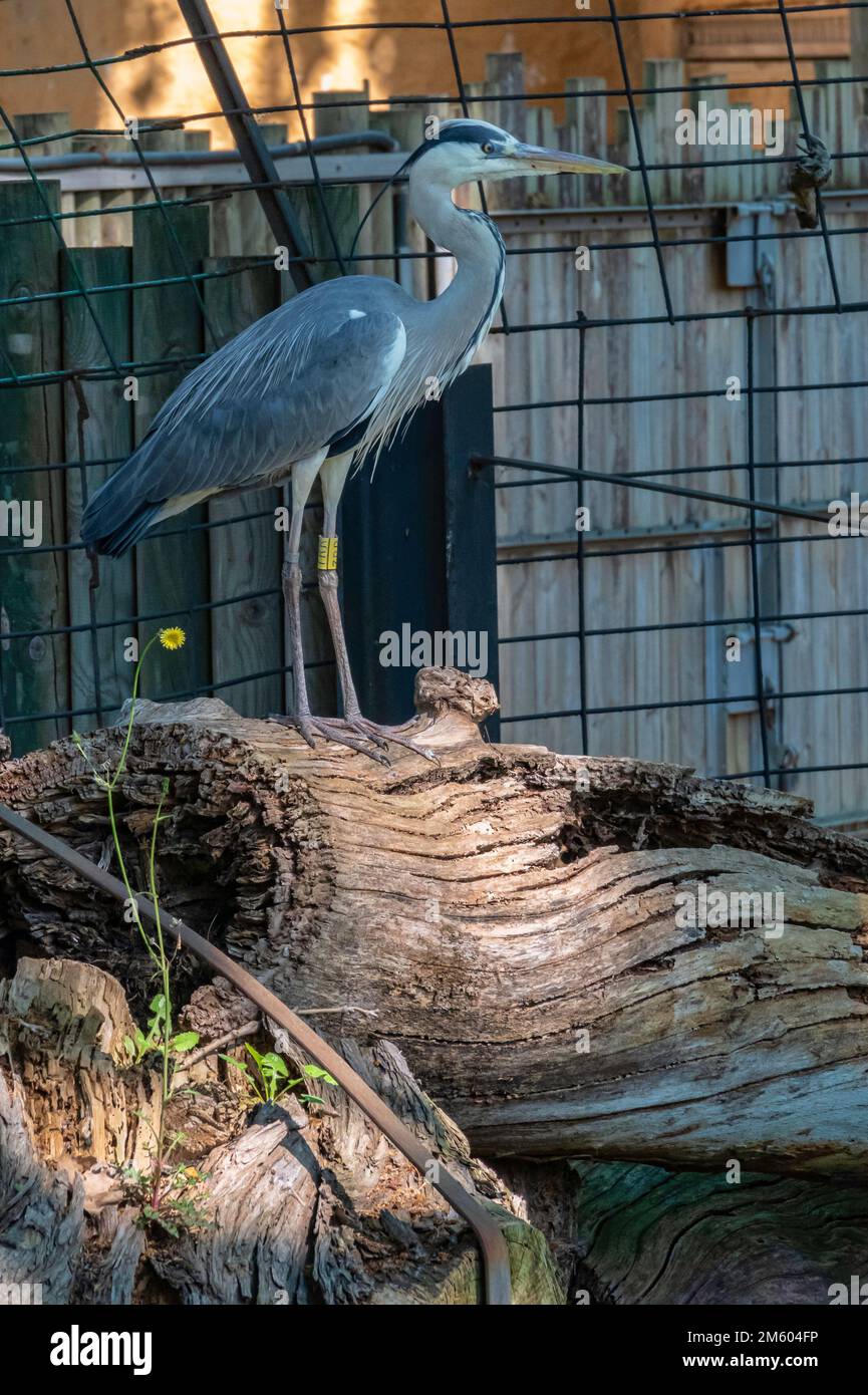 Gray heron (Ardea cinerea) in Barcelona Zoological Park, Barcelona ...
