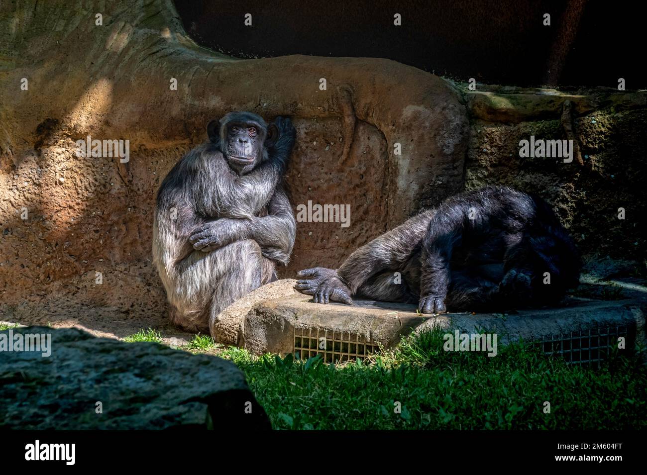 Chimpanzee (Pan troglodytes) in Barcelona Zoological Park, Barcelona ...