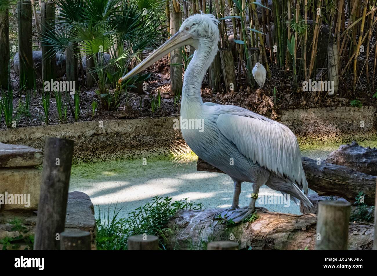 Dalmatian Pelican (Pelecanus crispus) in Barcelona Zoological Park ...