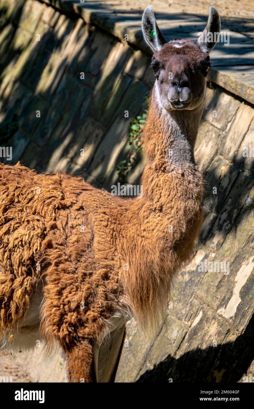 Guanaco (Lama guanicoe) in Barcelona Zoological Park, Barcelona ...