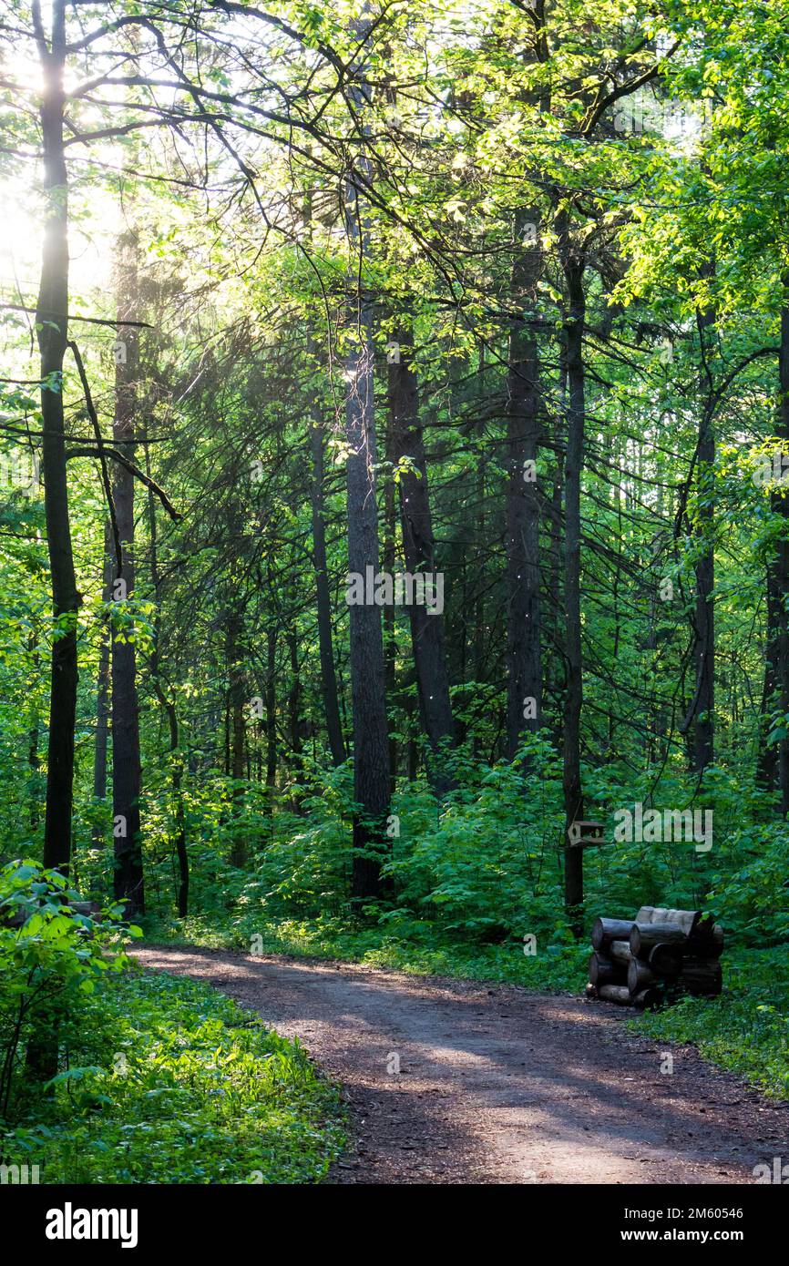 Summer forest park with a walking path and benches made of old logs on ...
