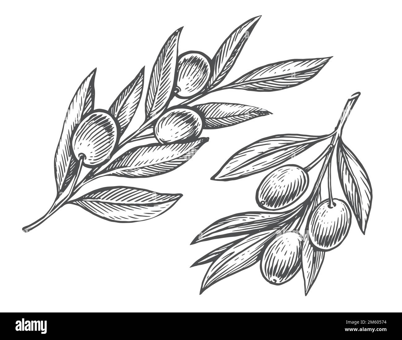 Olive Tree Drawing To Color