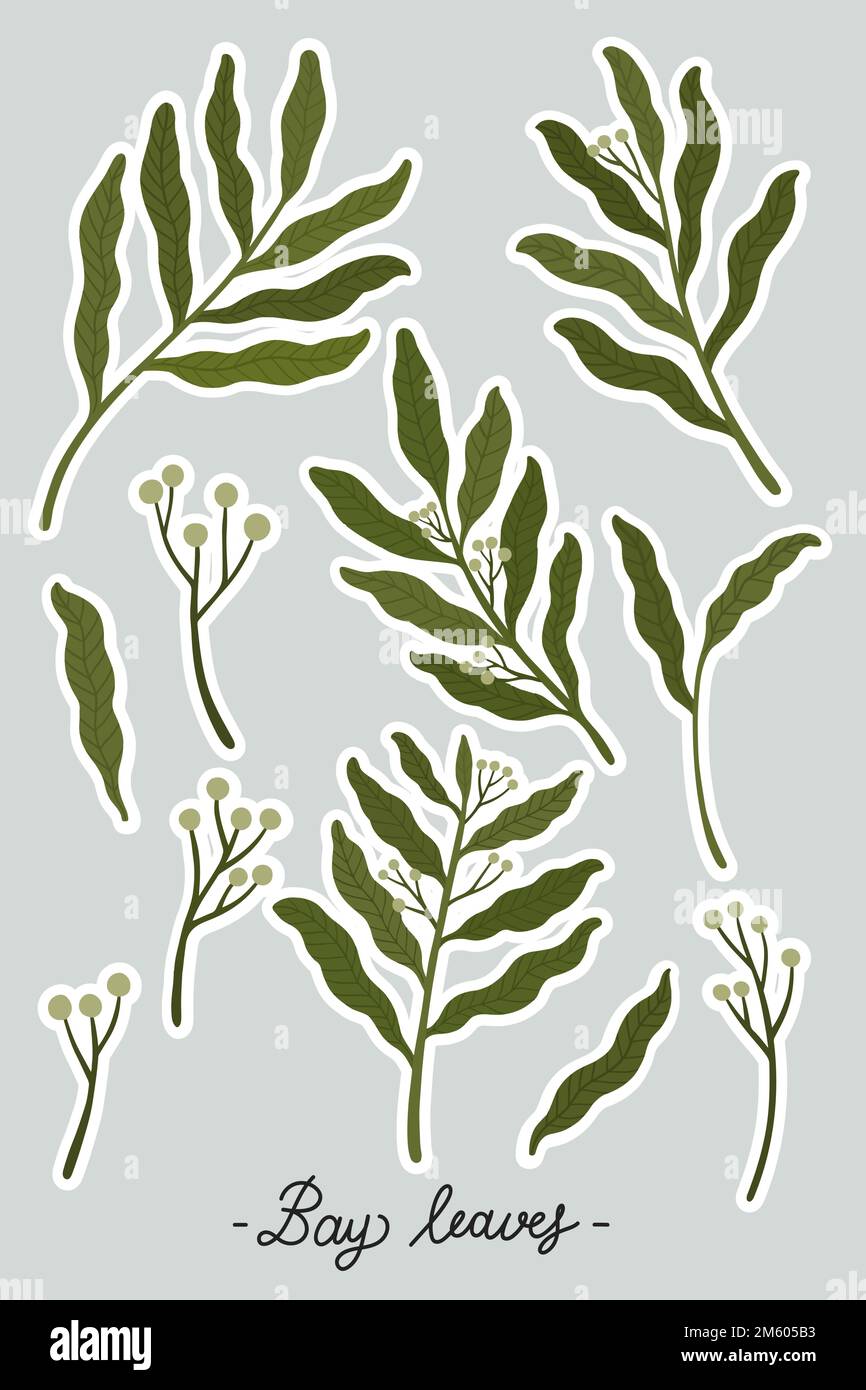 Bay leaves and seeds set vector Stock Vector Image & Art - Alamy