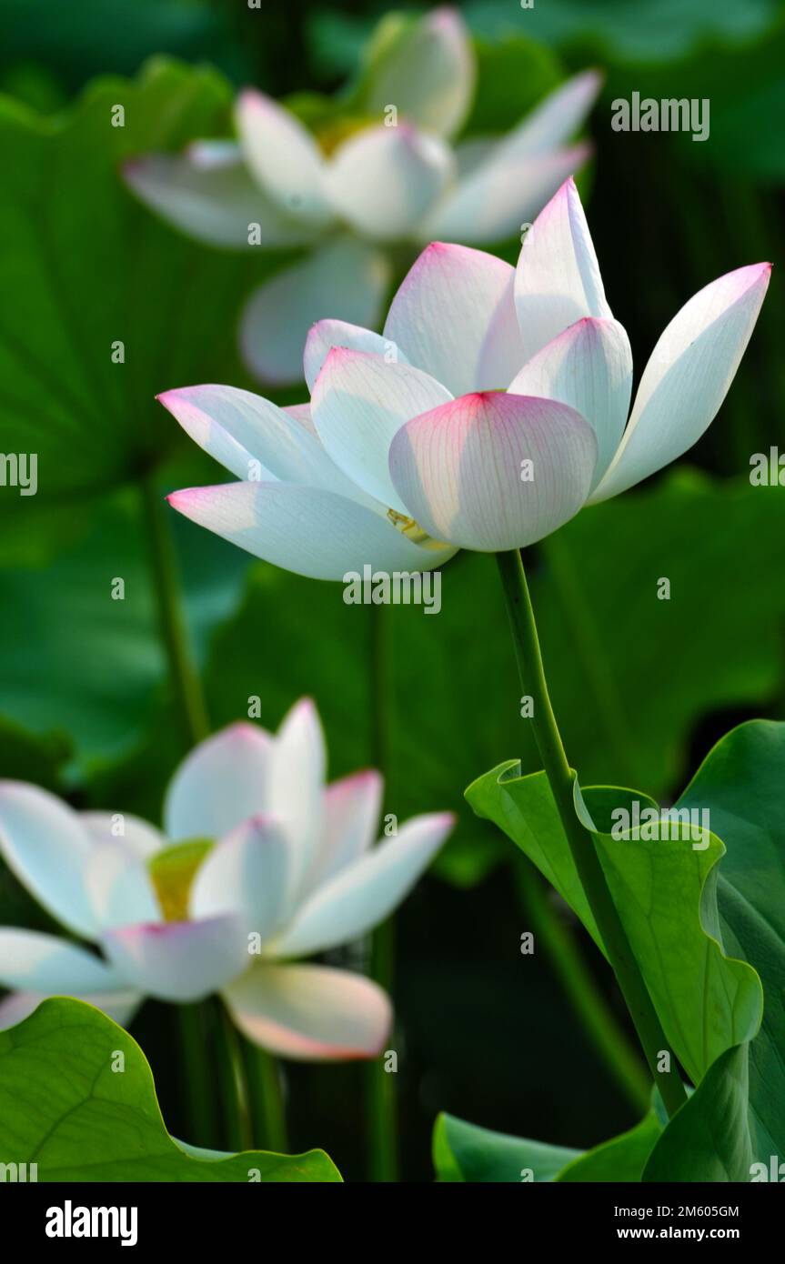 Blossoming lotus flower Stock Photo - Alamy