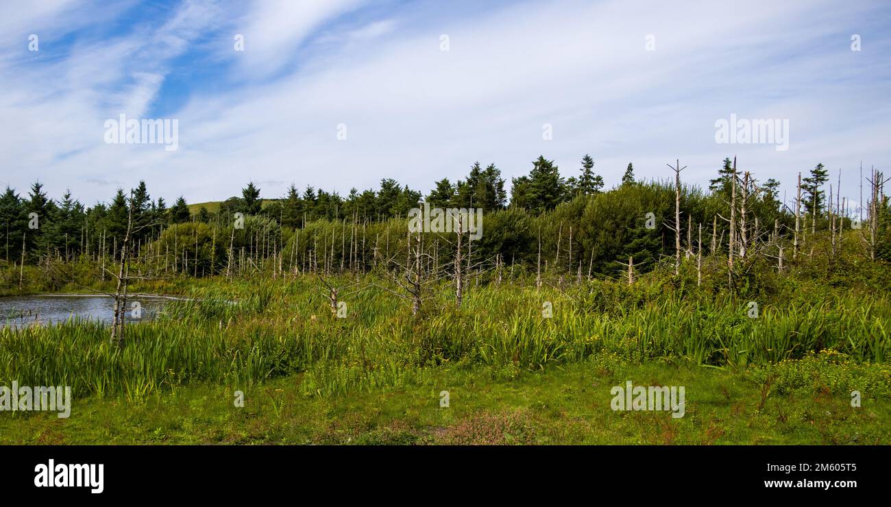 Dead trees on swampy soil, summer in Ireland, landscape. Swamp Stock ...