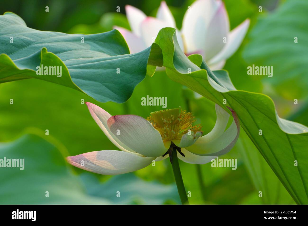 Blossoming lotus flowers Stock Photo - Alamy