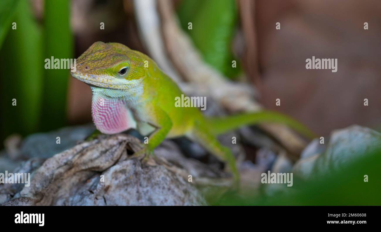Mating season gecko in North Carolina with copy space Stock Photo - Alamy