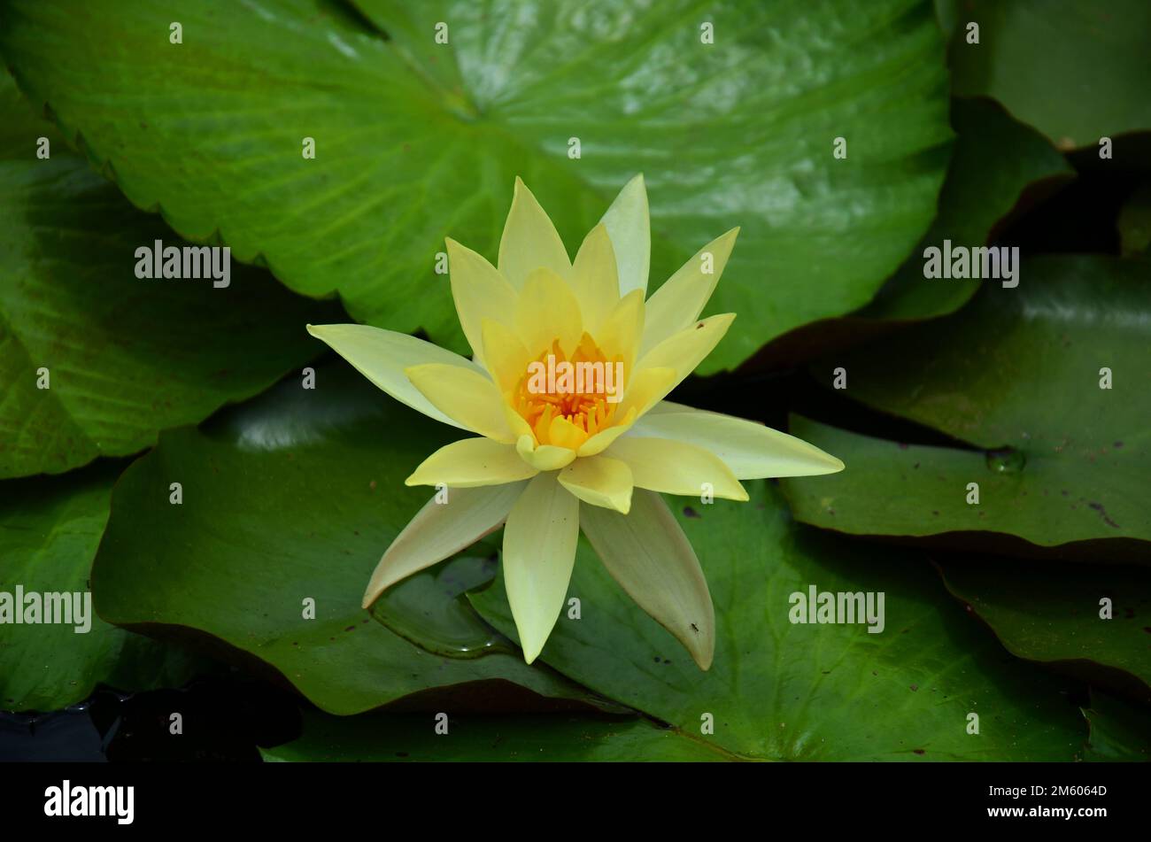 White yellow lotus flower or lilly blossom and Nymphaeaceae flora in ...