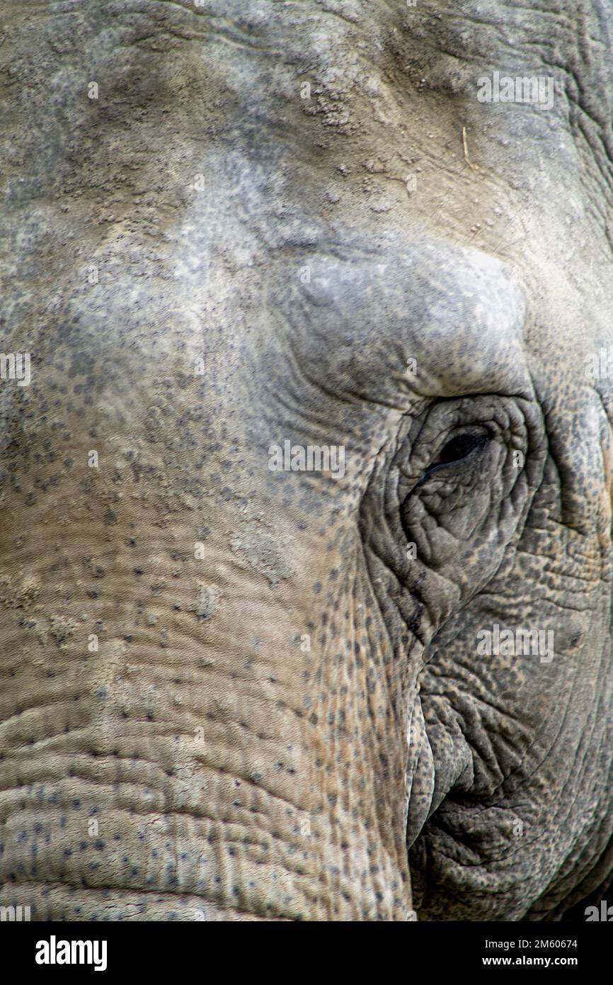 Elefantes africa hi-res stock photography and images - Alamy