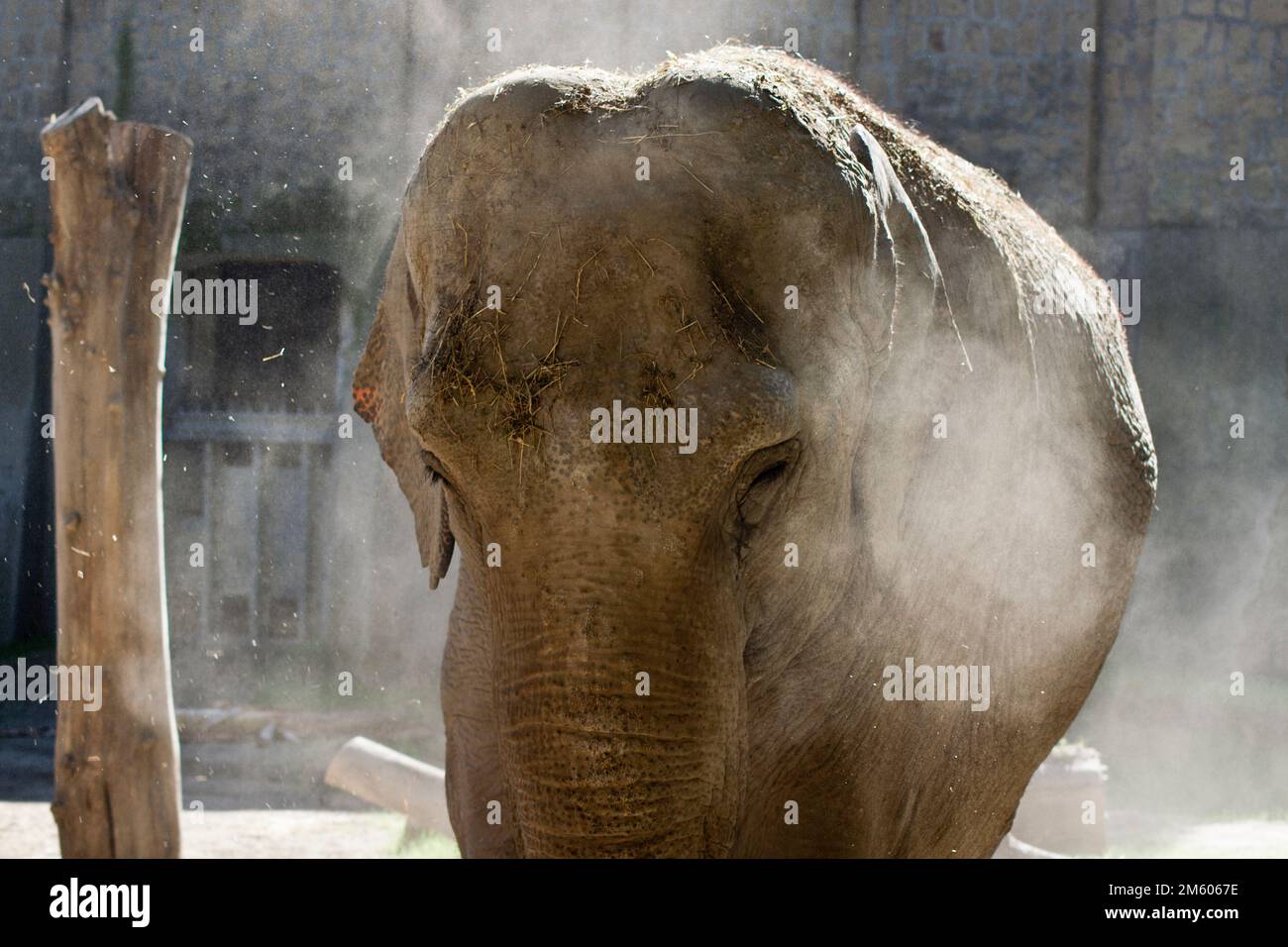Elefantes africa hi-res stock photography and images - Alamy