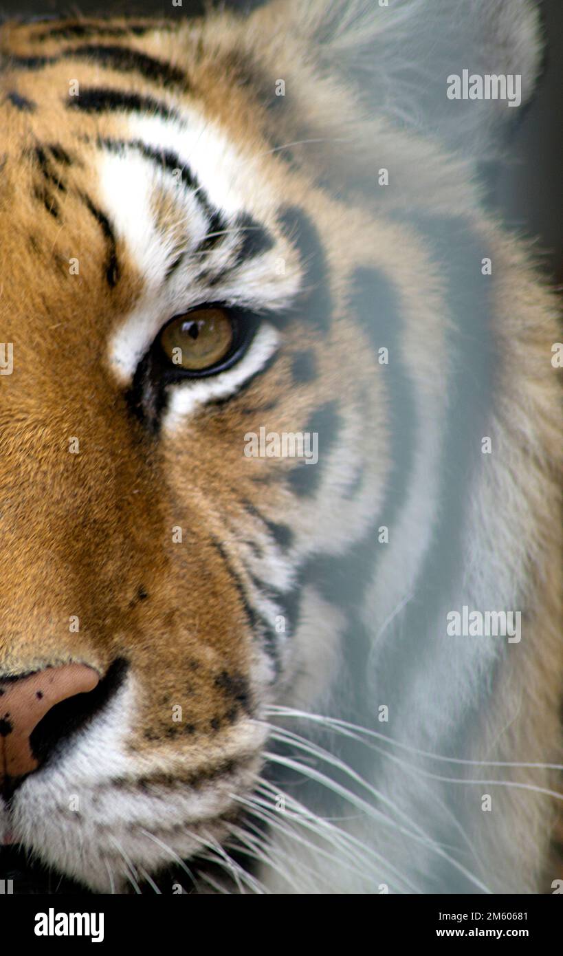 Tiger cut out panthera hi-res stock photography and images - Alamy