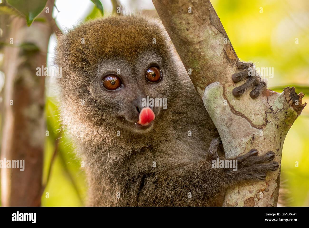 Eastern Lesser Bamboo Lemur - Hapalemur griseus, Madagascar rain forest ...