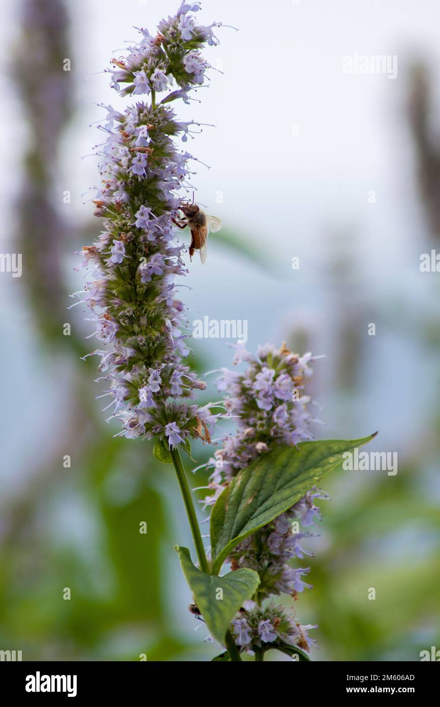 Insetti macro hi-res stock photography and images - Alamy