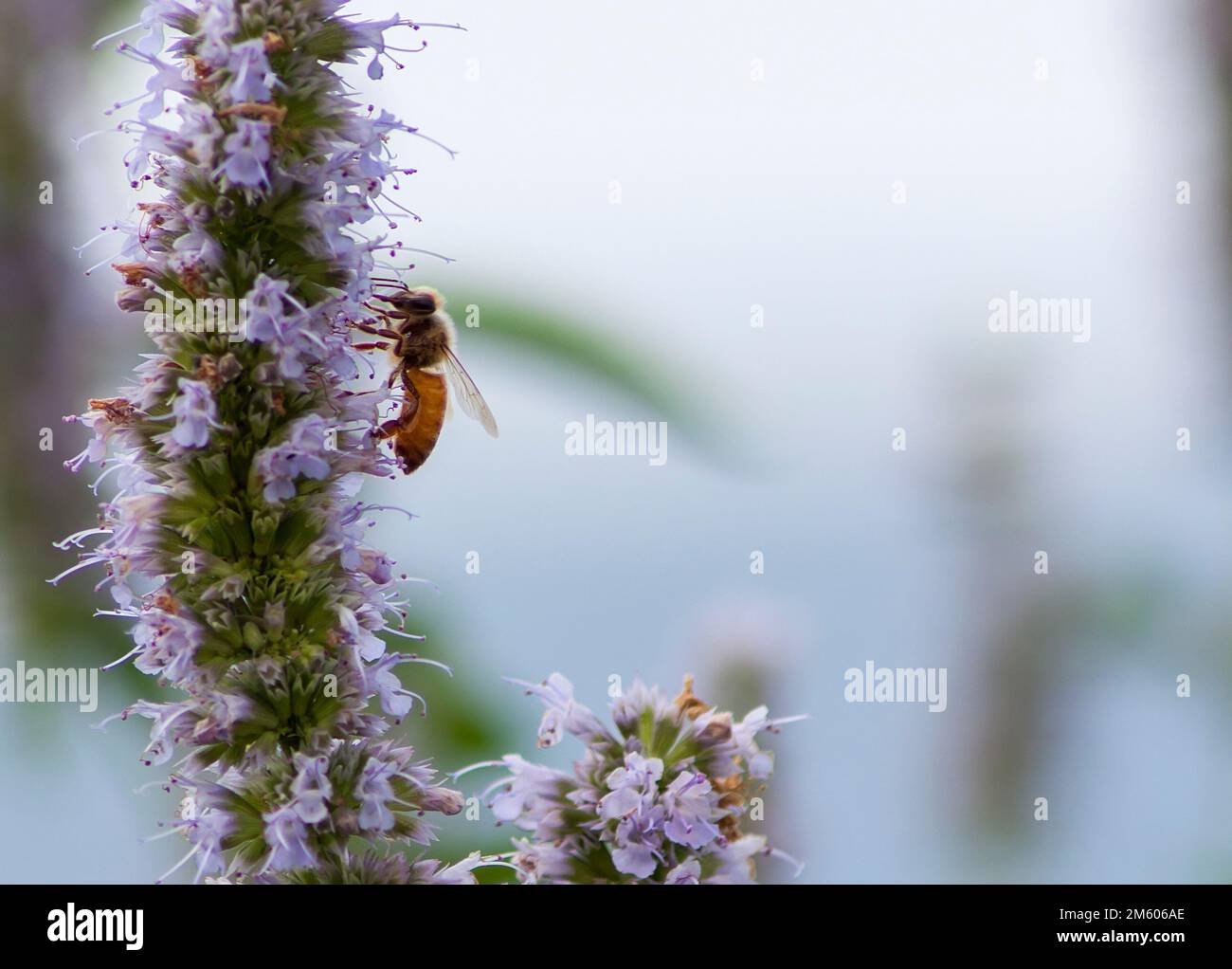 Insetti hi-res stock photography and images - Alamy