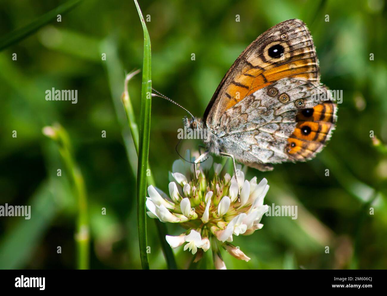 Monarch butterfly animal wing photo hi-res stock photography and images ...
