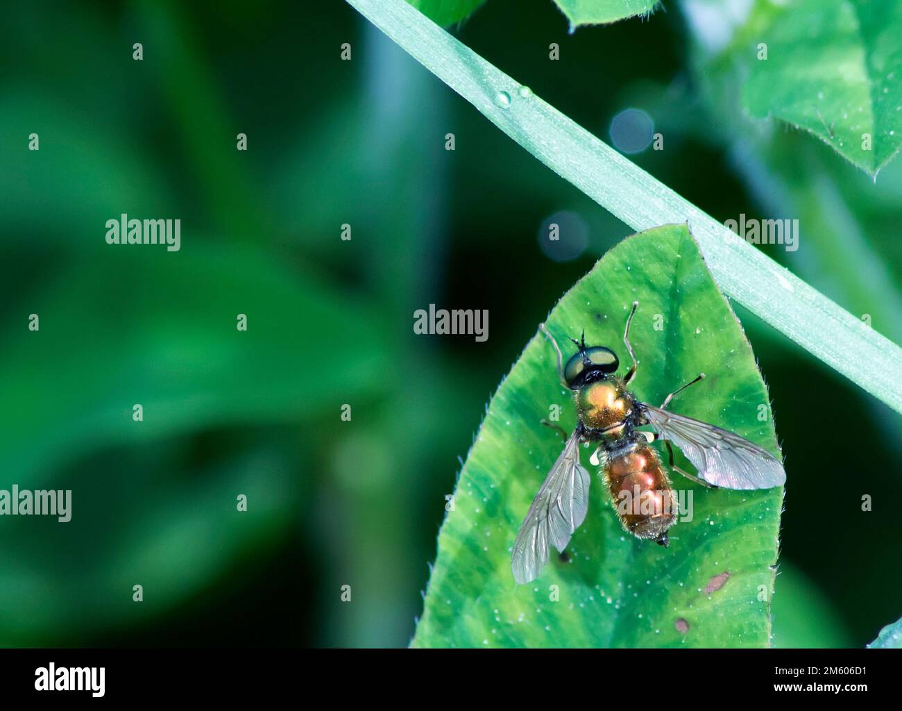 Insetti macro hi-res stock photography and images - Alamy