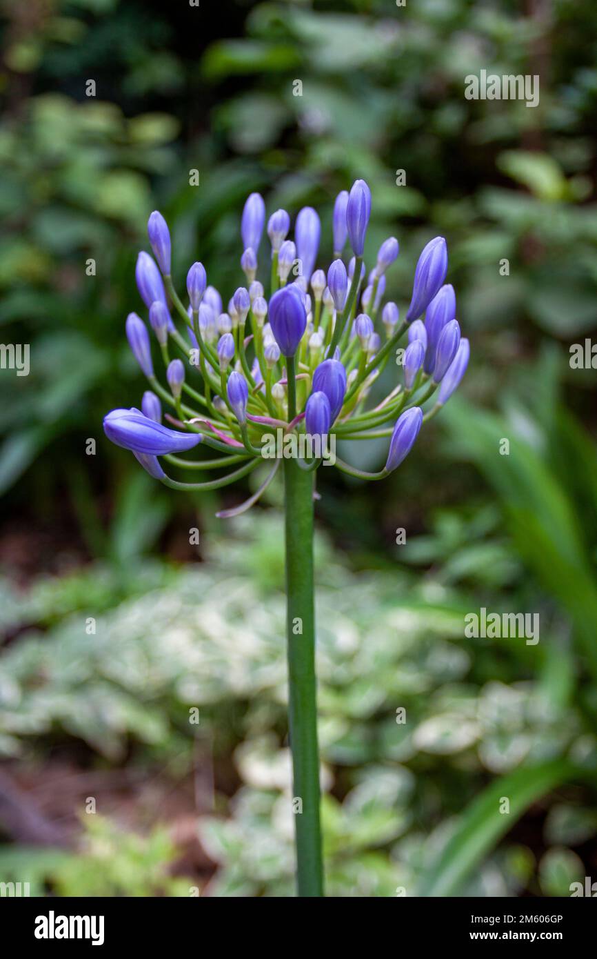 First ladies garden hi-res stock photography and images - Alamy
