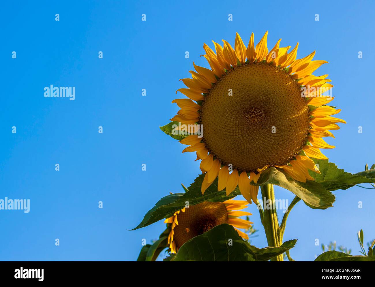 Girasoli hi-res stock photography and images - Alamy
