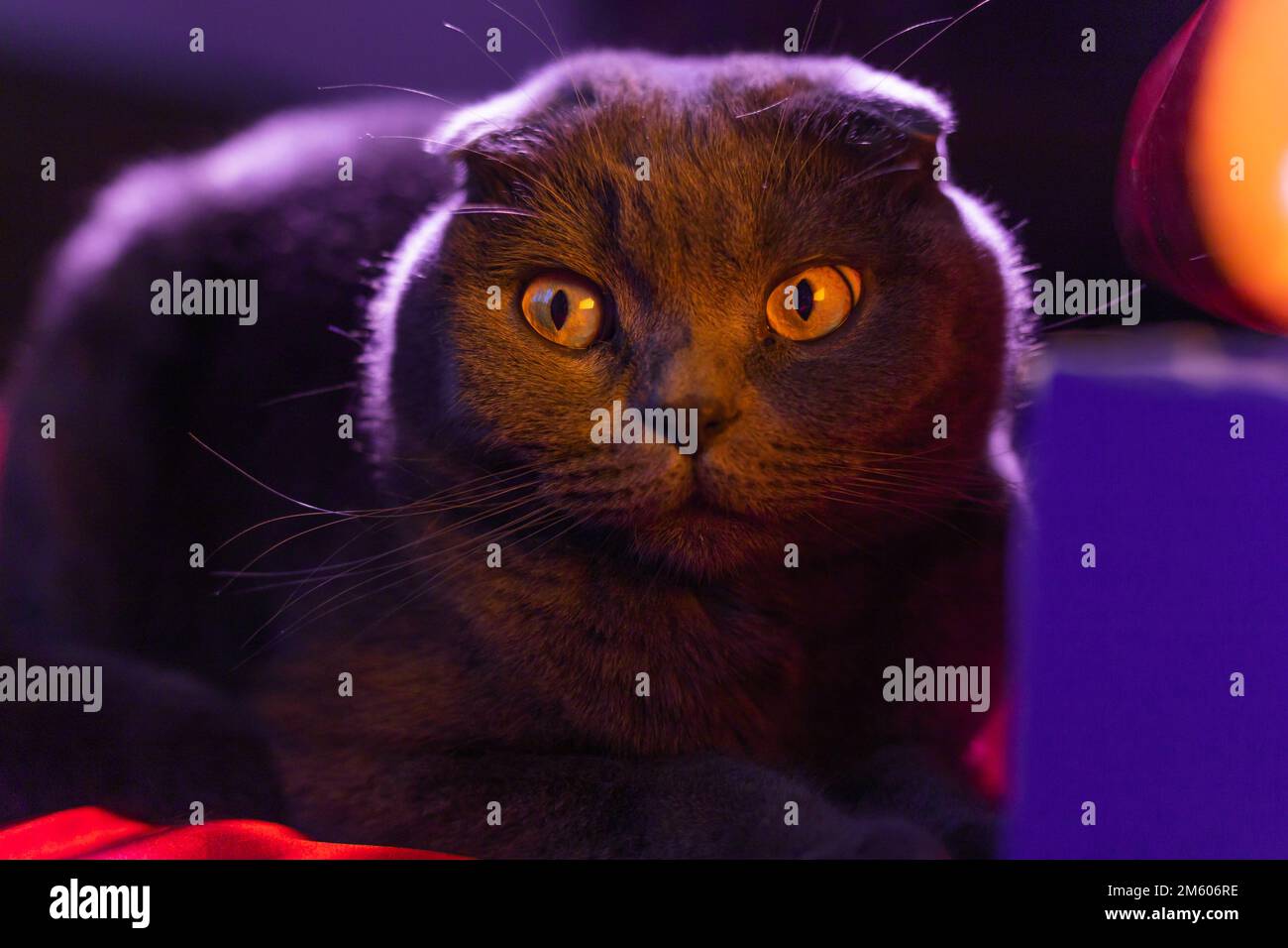 Scotsman breed hi-res stock photography and images - Alamy