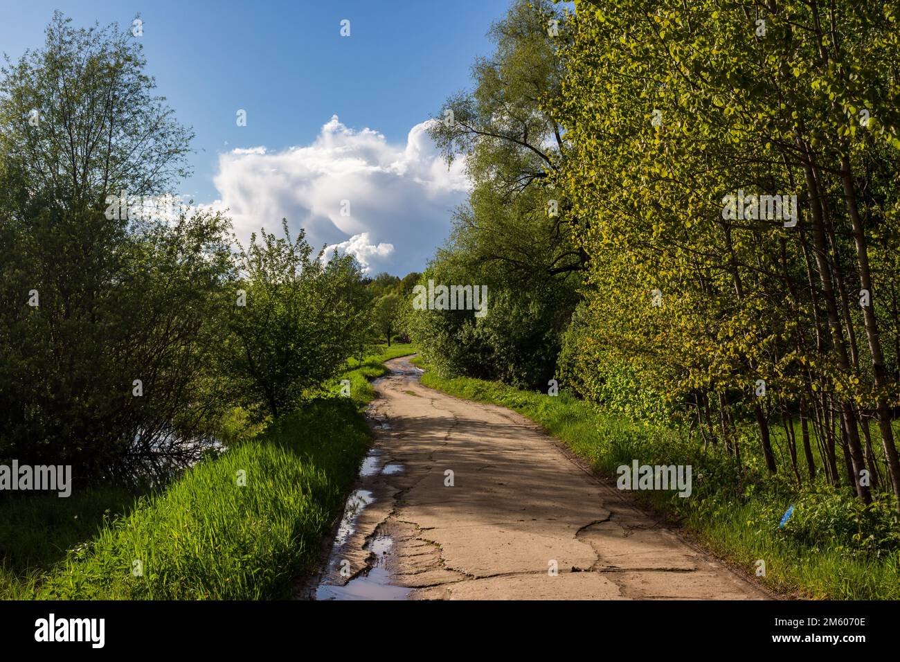 An old deserted road laid through the green thickets of trees and ...