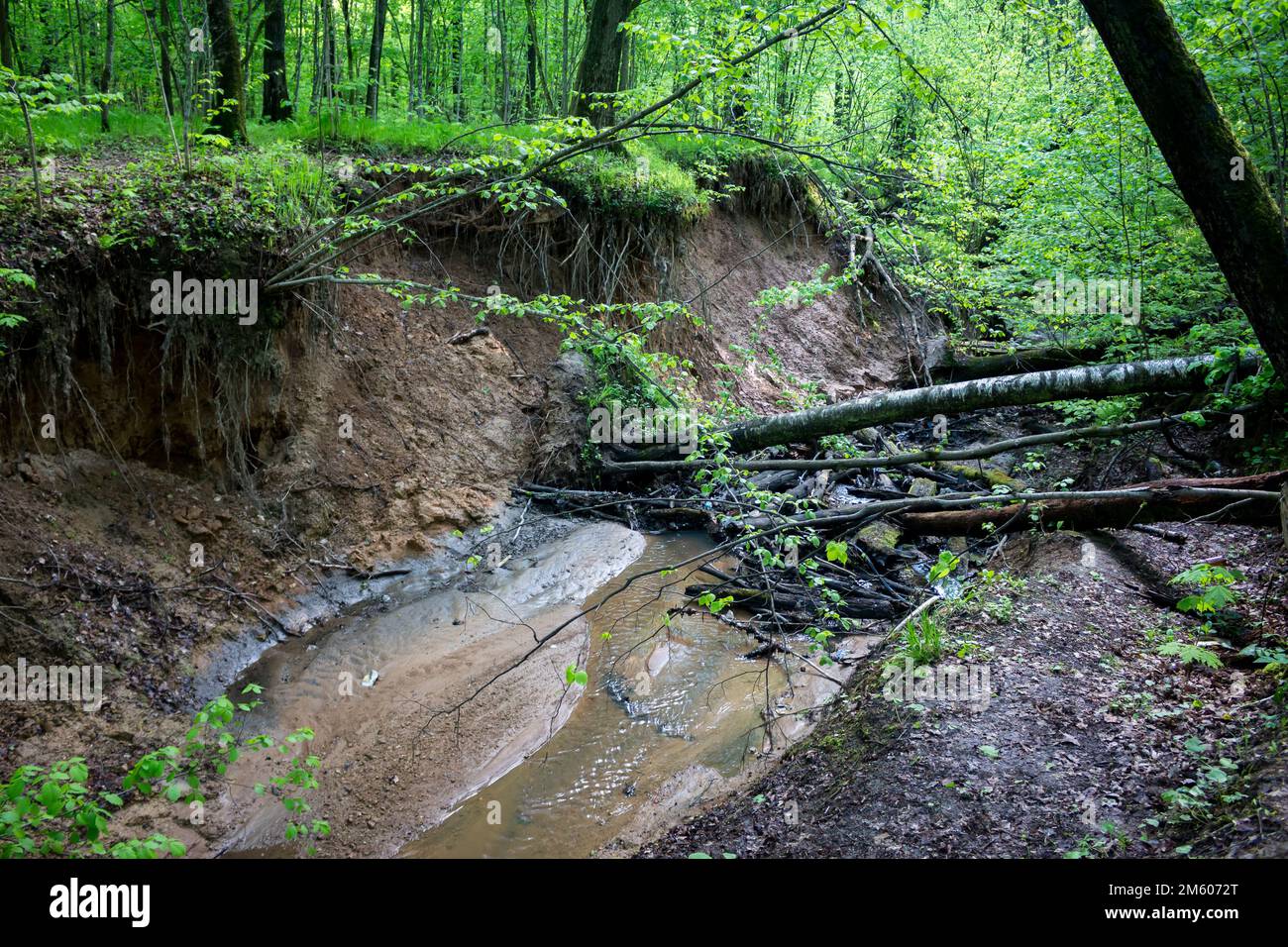 Erosion of clay soil in the forest as a result of erosion by water flow ...