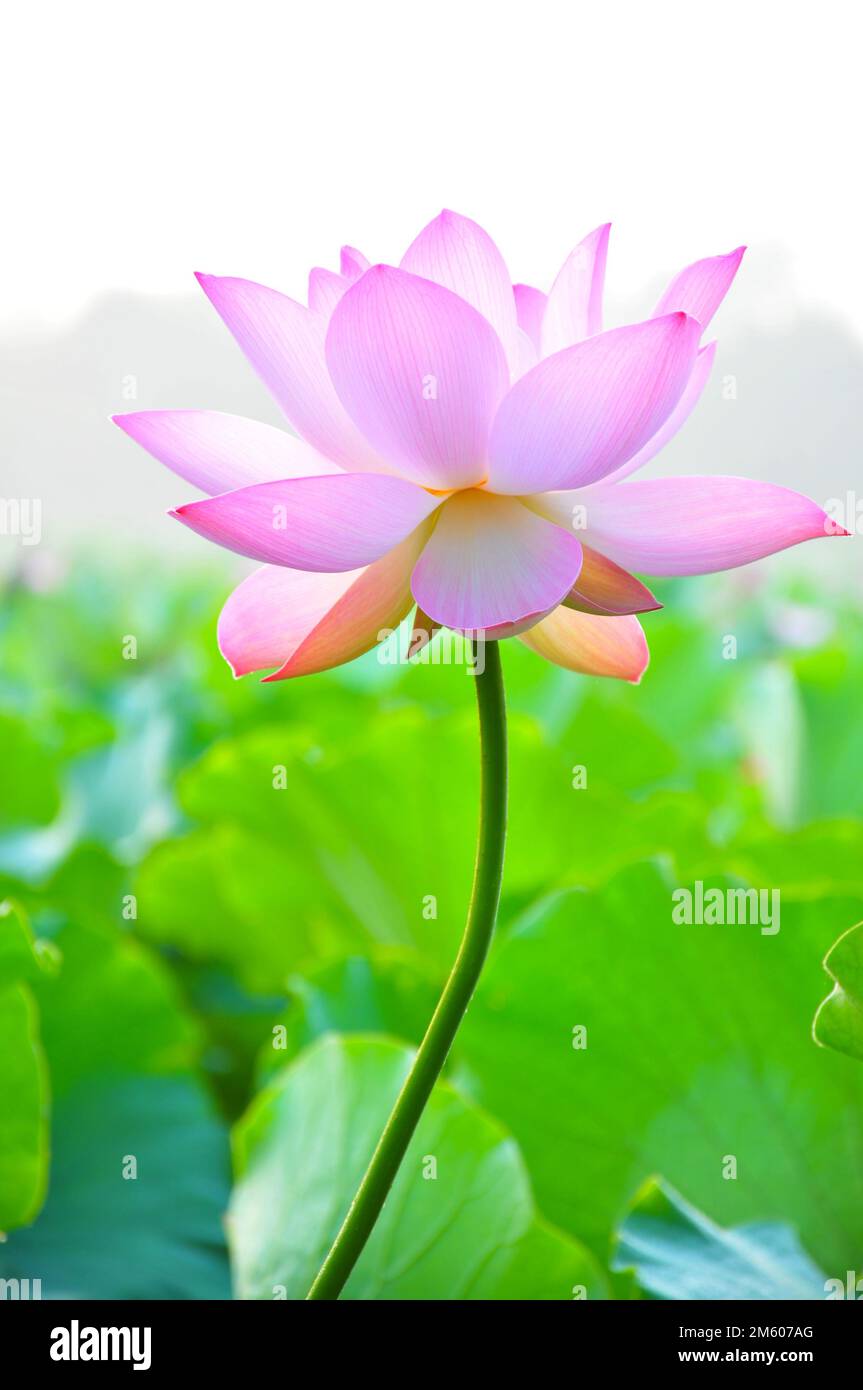 Blossoming lotus flowers Stock Photo - Alamy
