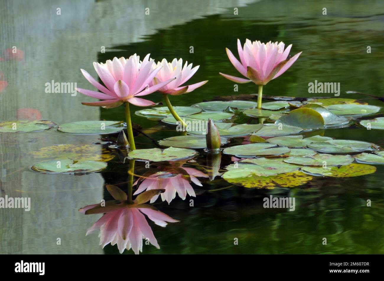 Blossoming lotus flowers Stock Photo - Alamy