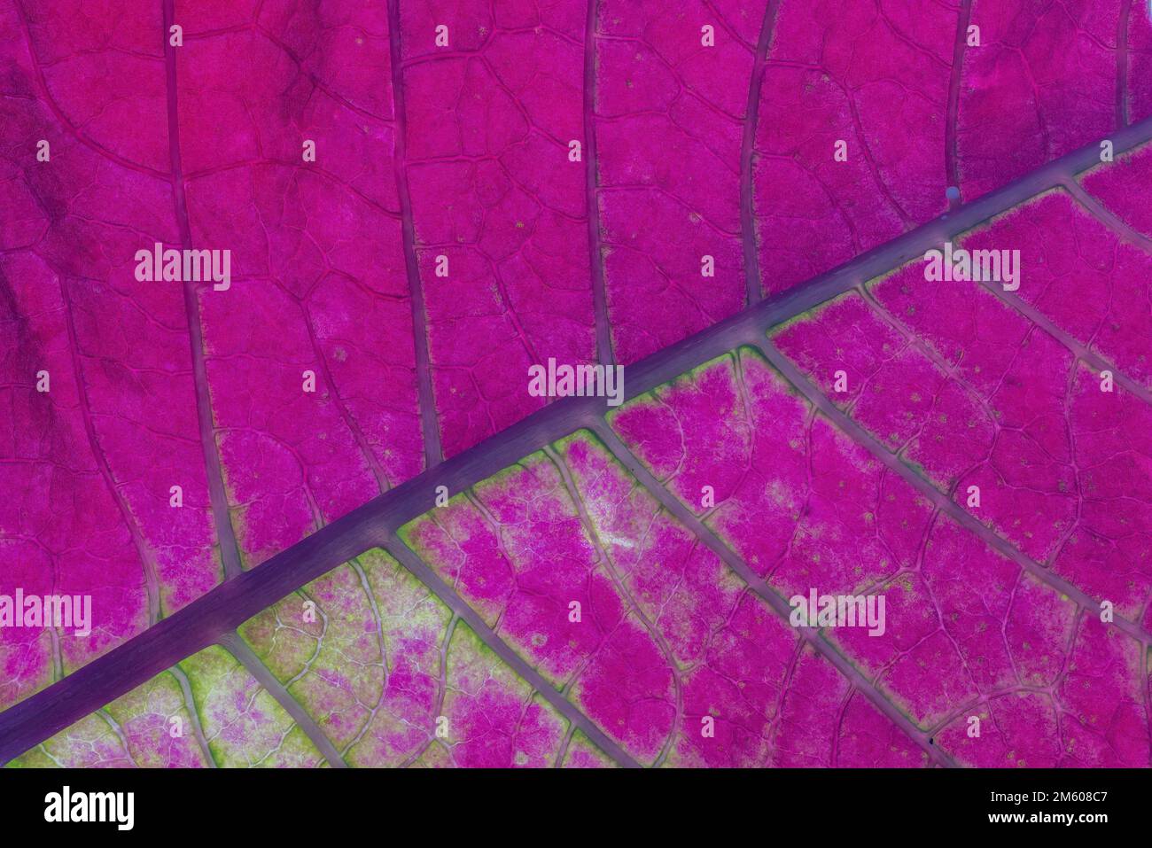 Close up of one of the red leaves of a Poinsettia plant showing the ...